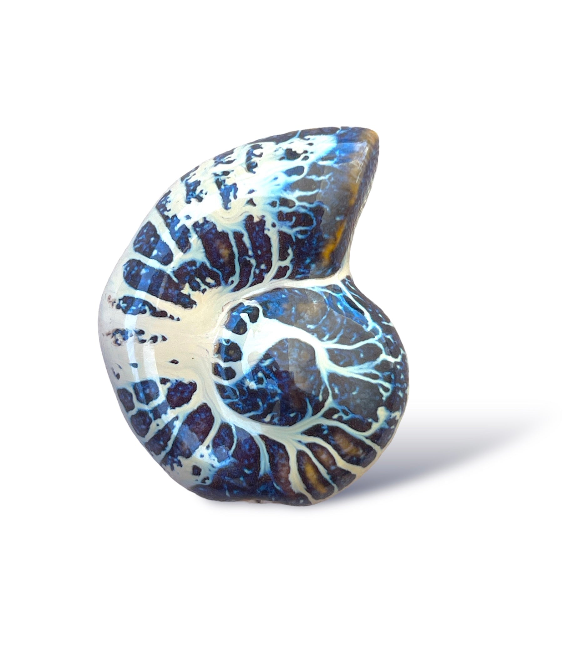 Dark Blue Ceramic Shell bead 35mm, 3pcs – Damaris Beads